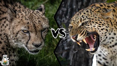 Cheetah VS Leopard Who Would Win YouTube