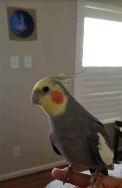 Usa Tx Katy Normal Gray Cockatiel ‘choomie April 10 21