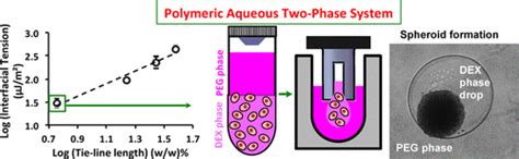 Interfacial Tension Effect On Cell Partition In Aqueous Two Phase