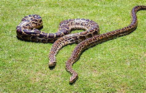 Biggest Python Ever Recorded