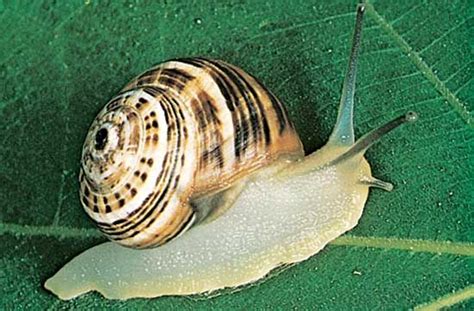 Land Snail Gastropod
