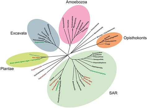 Diagrama Do Filo Euglenophyta Euglenida Springerlink
