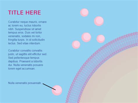 Atomic Models Presentation Infographic Templates
