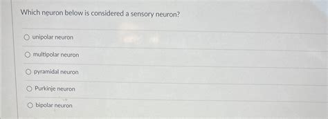 Solved Which Neuron Below Is Considered A Sensory Chegg