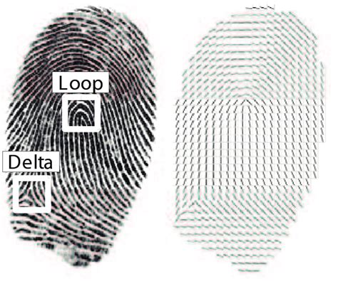 A Fingerprint Image And Its Orientation Field Download Scientific Diagram