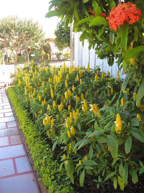 Camarão amarelo como cultivar a planta que mais atrai beija flores Paisagismo Casa e Jardim