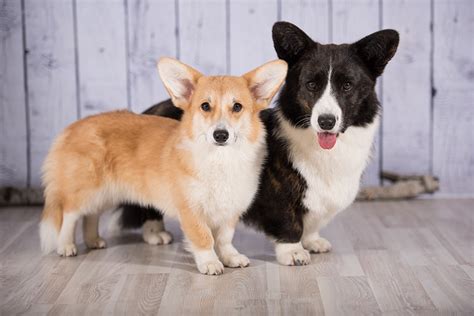 12 Adorable Corgi Mixes Who Are Just As Cute As Purebreds