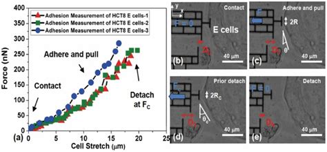 A Intercellular Adhesive Detachment Force Of A Cell Island On The