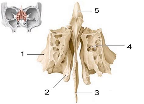 Ethmoid Bone Diagram Quizlet
