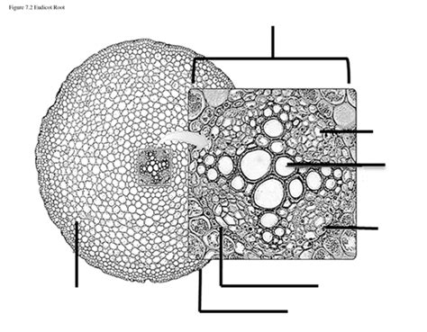 Bio Lab 5 Eudicot Root Labeling Diagram Quizlet