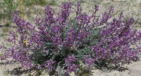 Poisonous Plant Research Usda Ars