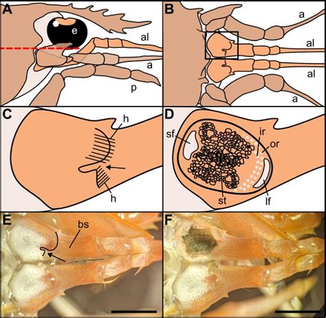 Drawings Of The Location And Morphology Of The Statocyst Organs In