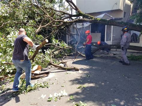 Chuva E Ventania Causam Queda De 20 árvores