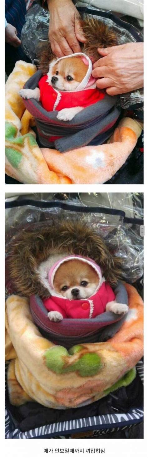 겨울에 강아지 산책시키는 할머니 특징  유머 움짤 이슈 에펨코리아