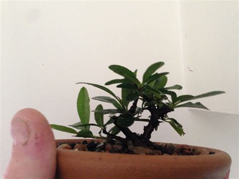 Mame Trees Mai Bonsai Com