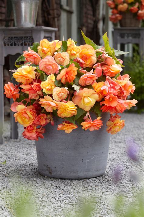 Begonia Cascading Splendide Ballerina Parkers Wholesale