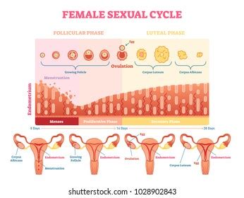 Female Sexual Cycle Vector Illustration Graphic Stock Vector Royalty Free 1028902843