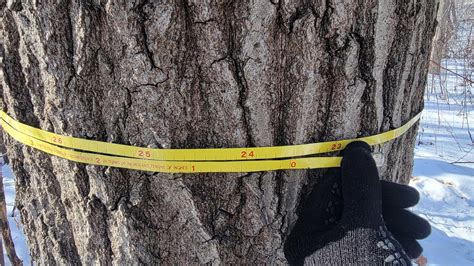 New Updates For Tools That Query Forest Inventory And Analysis Data Arbor Analytics