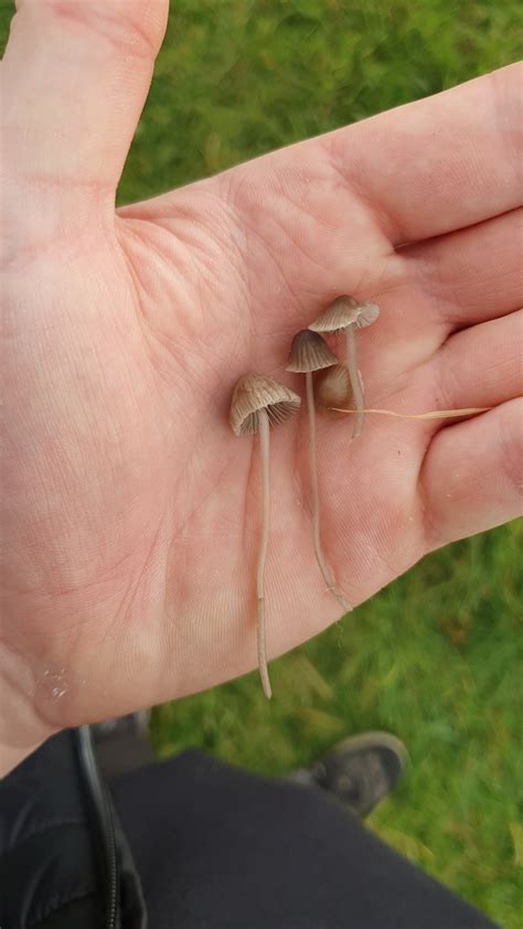 Any Libs Rmagicmushroomsuk