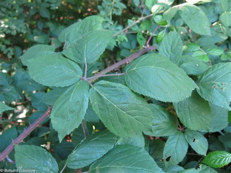 Rubus Macrophyllus • Floravegeu