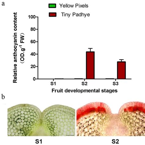 Relative Anthocyanin Content And Cross Sections Of Ovaries A The Download Scientific Diagram