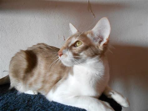 Cat Colours — Fawn Spotted Tabby Bicolour