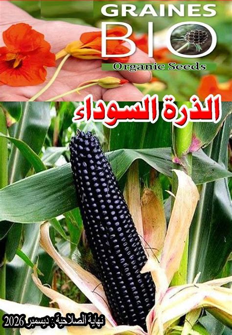 بذور الذرة السوداء