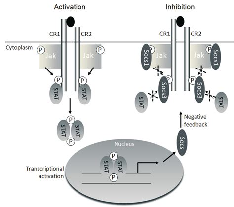 General Paradigm Of Activation And Socs Dependent Inhibition Of