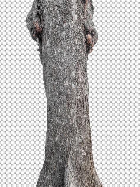 Isolated Tree Trunk On Transparent Background 11539625 Stock Photo At Vecteezy