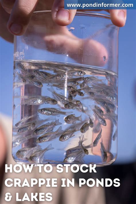 How To Stock Crappie In Ponds And Lakes