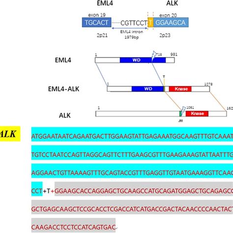 Schematic Structure Of The Genomic Dna And Rna Sequence Up Mrna Download Scientific Diagram