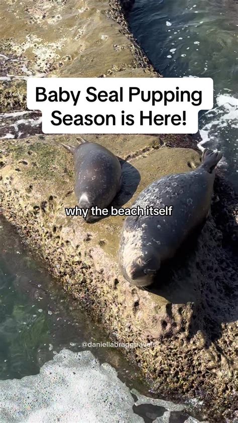You Can Spot Tons Of Seal Pups That Were Just Born In San Diego Over A
