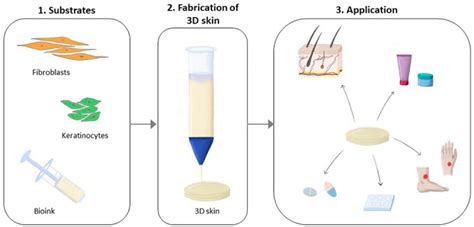 3d Bioprinting In Skin Related Research Recent Achievements And Application Perspectives Pmc
