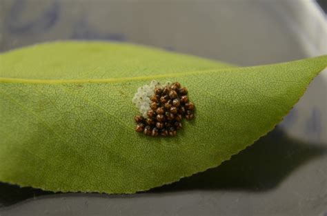 Brown Marmorated Stink Bug Update July 19th Intensify Scouting