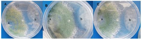 Antagonistic Activity Of Trichoderma On Pathogens