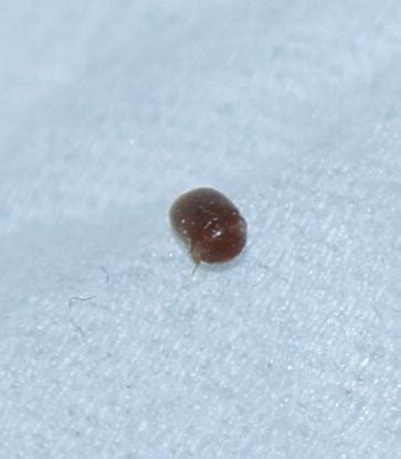 跪求昆虫学专家解惑我家最近有一种很恐怖 问答 问答 果壳网 科技有意思