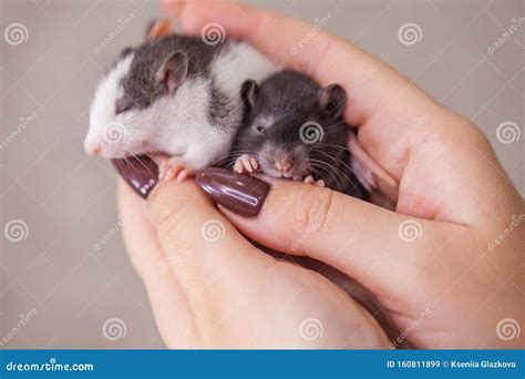 Rats In Human Hands Two Small Decorative Rats Stock Image Image Of Mouse