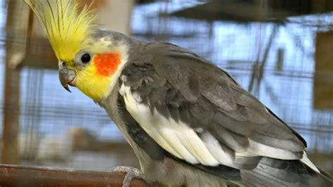 Cockatiel Colors And Mutations Understanding The Variety