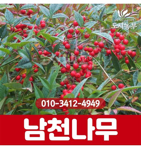 남천나무 독립수 1 2m~1 5 개화주 나무 묘목 도시농부ti 티몬