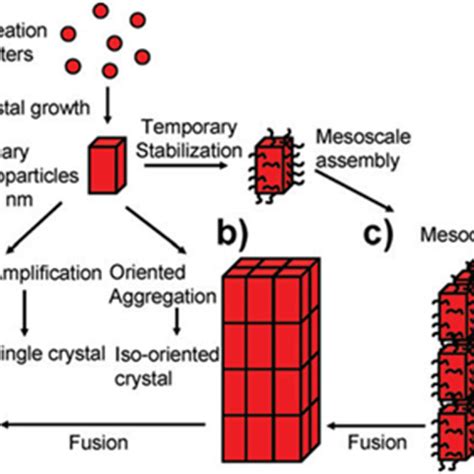 Schematic Representation Of Classical And Nonclassical Crystallization