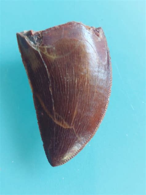 Dinosaur Fossil Tooth Carcharodontosaurus Sp Cm Catawiki