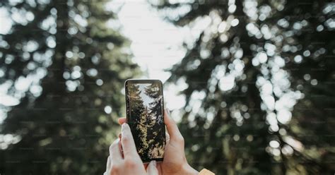 나는 훌륭한 사진 작가입니다 여성 팔에 전시된 나무 사진이 있는 핸드폰을 닫습니다 아름 다운 나무의 사진을 찍는 여자 사진 Unsplash의 사진술 이미지