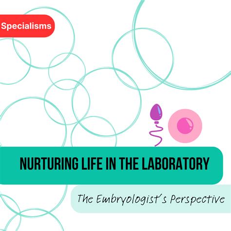 The Embryologic Perspective Anatomy And Physiology