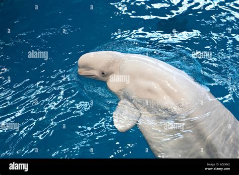 Beluga Whale Delphinapterus Leucas Shedd Hi Res Stock Photography And Images Alamy