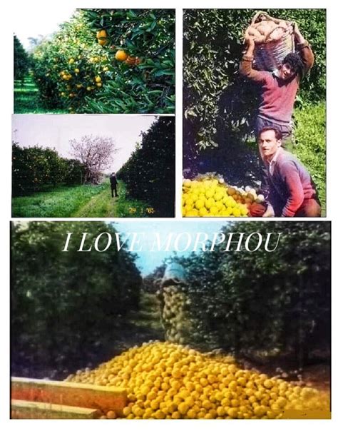 I Love Morphou ΜΟΡΦΟΥ ΤΑ ΜΗΛΑ ΤΩΝ ΕΣΠΕΡΙΔΩΝ