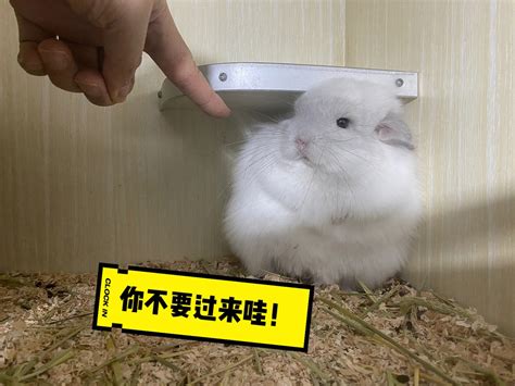 宠物龙猫胖龙猫宠物龙猫宠物萌萌大山谷图库