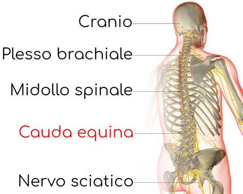 Sindrome Della Cauda Equina Cause Sintomi Pericoli E Cura Valori