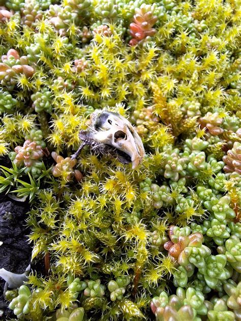 Tiny Skull And Bones Found In Lake Disrict Uk Maybe 1cm Long At Most Mouse R Bonecollecting