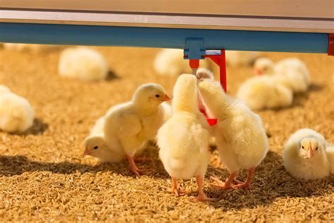 Improving Gut Health With Microencapsulation Poultry World