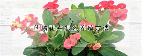 麒麟花卉怎么养殖方法 发财农业网